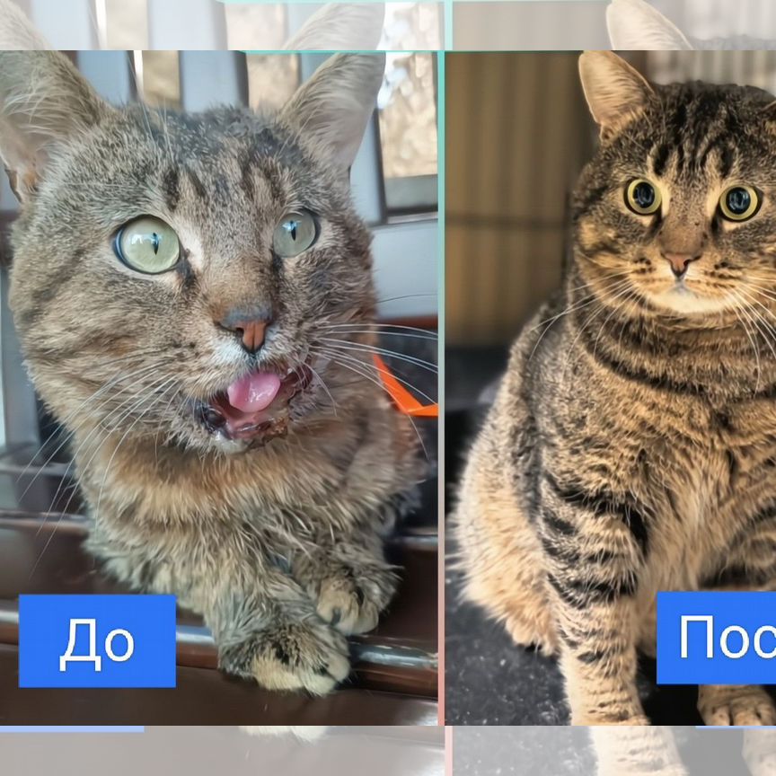 Азиатская табби, взрослый кот