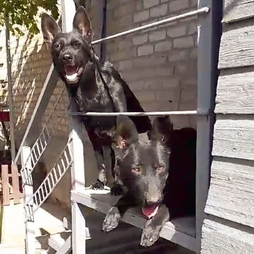 Отдам собак в добрые руки