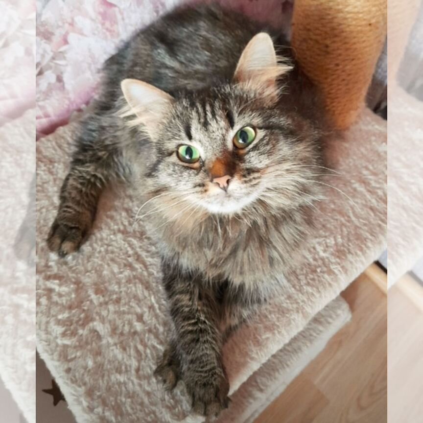 Идеальная кошка