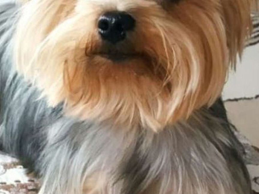 Вязка. Йоркширский терьер миник