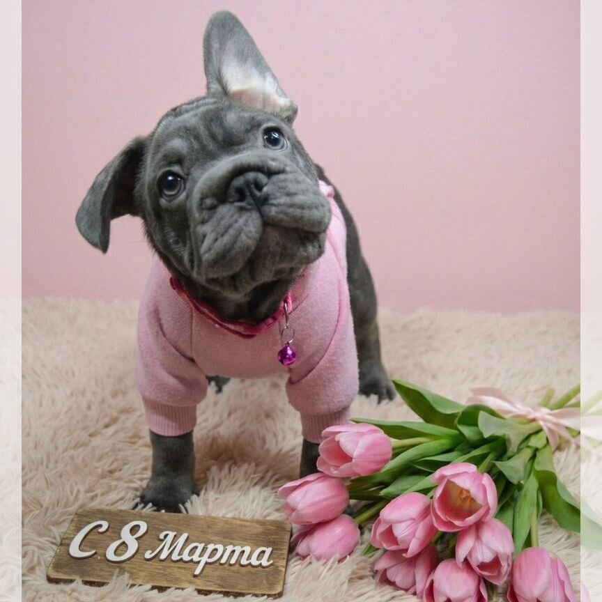 Французский бульдог, щенок