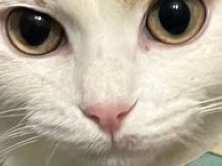Котёнок