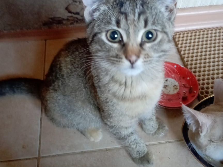 Кошка в дар