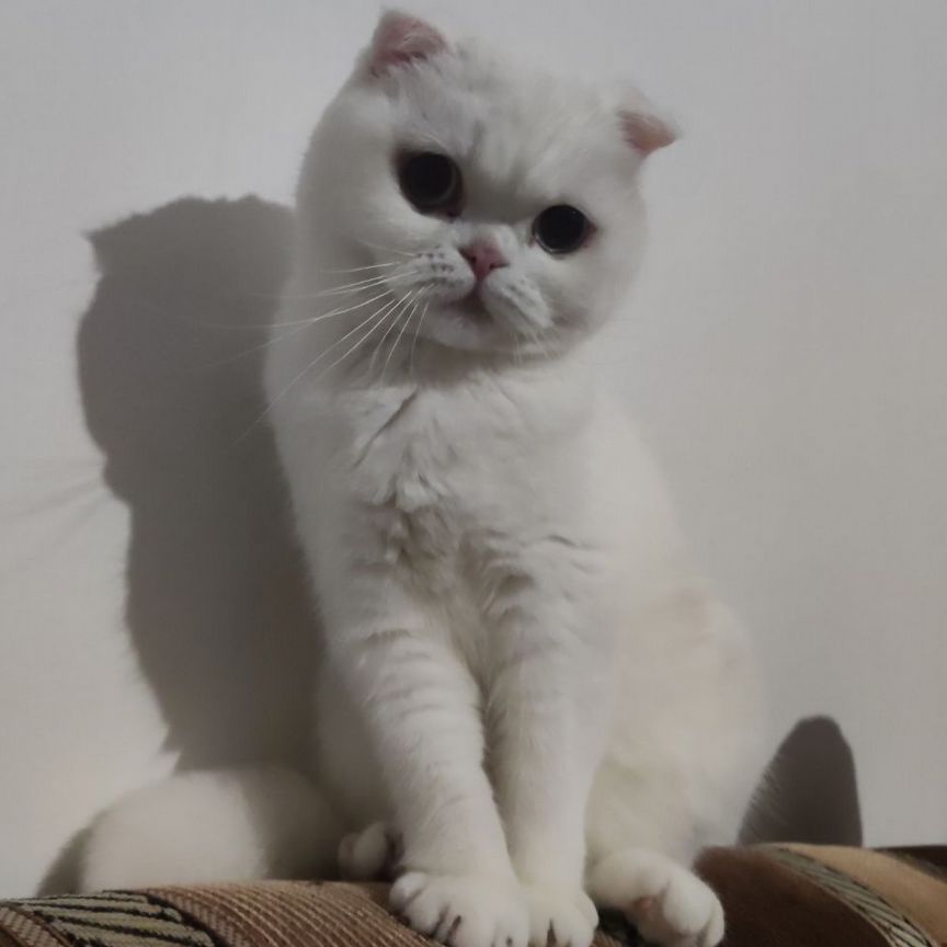 Шотландская вислоухая кошка белая