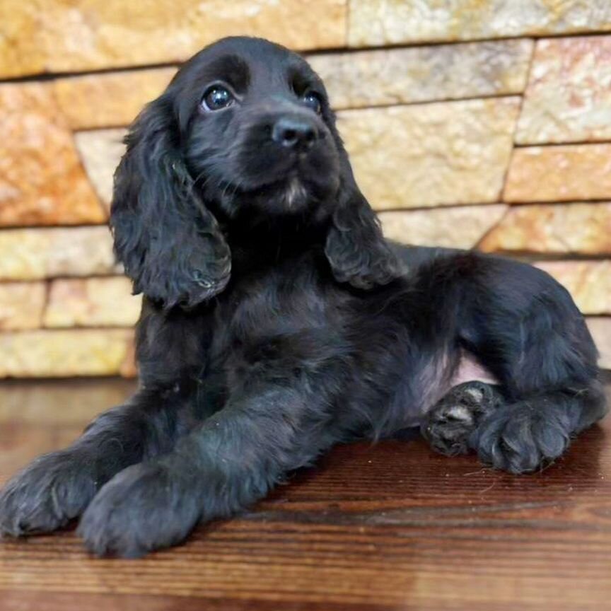 Братик и сестрёнка Англ кокер Спаниель