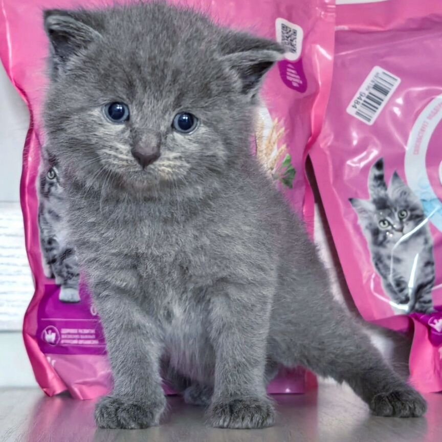 Котёнок Серёга в добрые руки