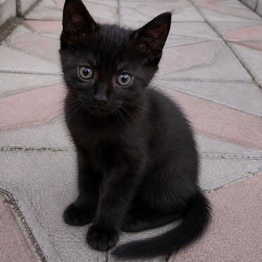 Британский короткошёрстный котёнок