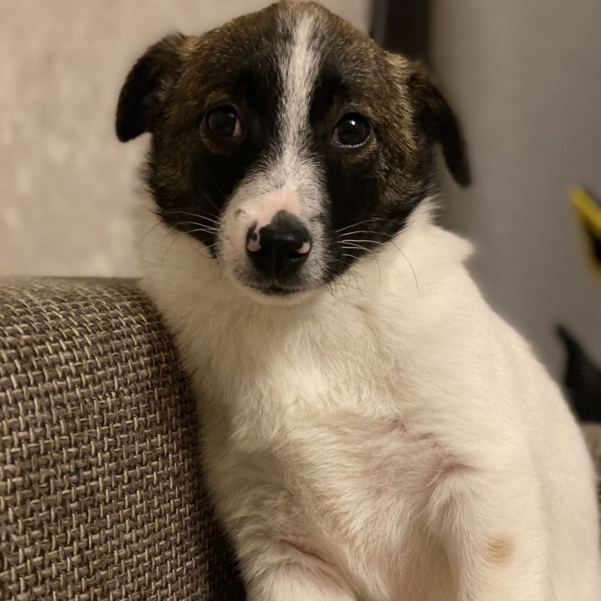 Самая скромная малютка