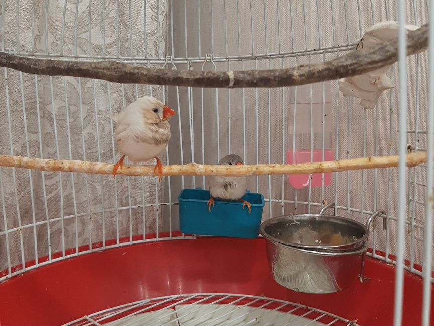 Зебровые амадины