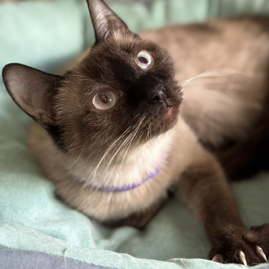 Сиамская, взрослая кошка