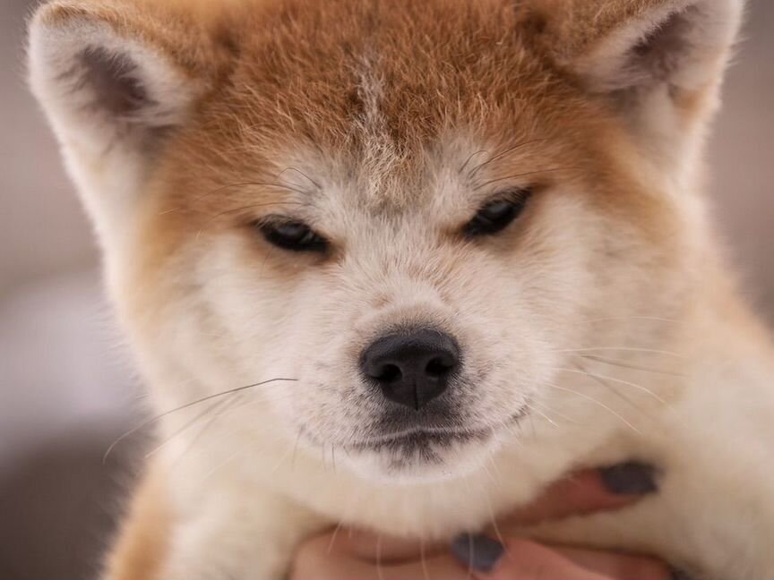 Щенки акита ину