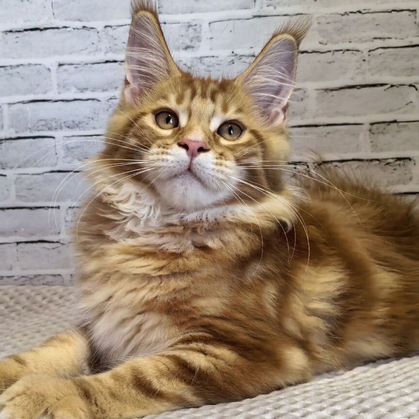 Мейн-кун котёнок