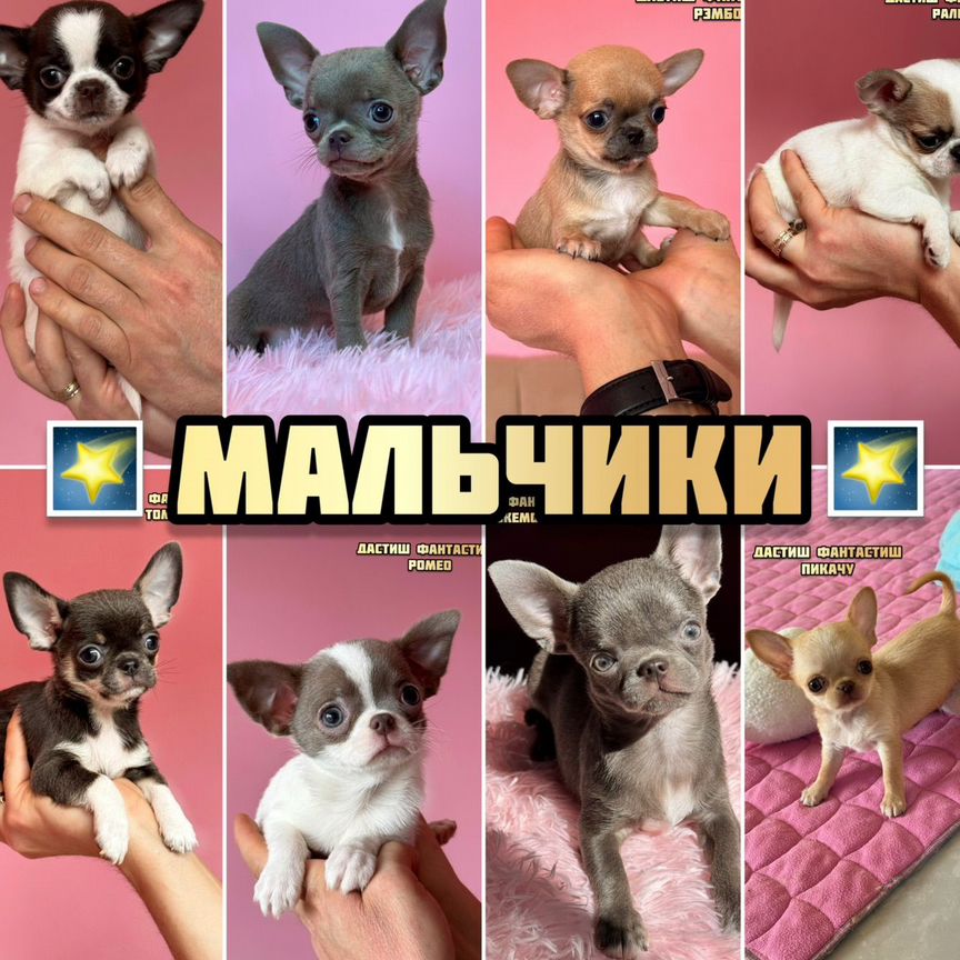 Чихуахуа, щенок