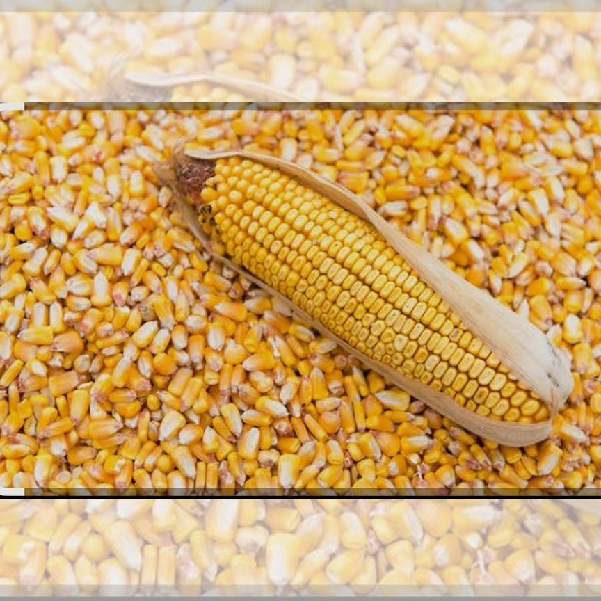 Кукуруза зерно в мешках