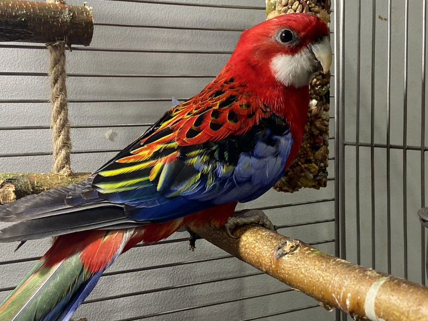 Попугай розелла самец