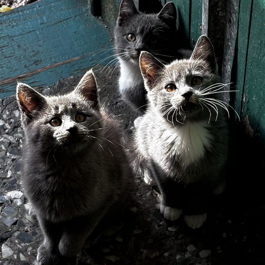 Котята в добрые руки