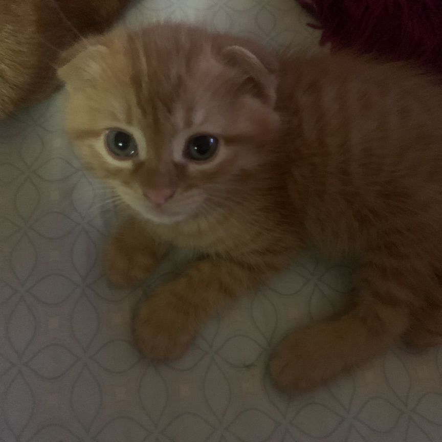 Шотландский вислоухий котенок