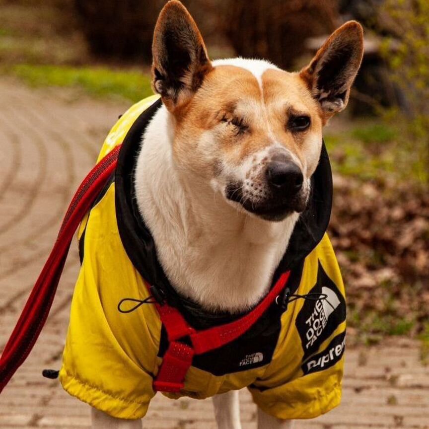 Взрослая собака в добрые руки