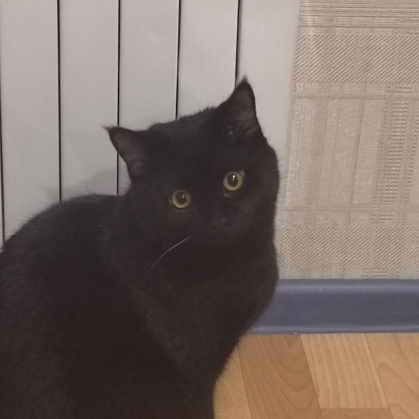 Взрослая кошка в добрые руки