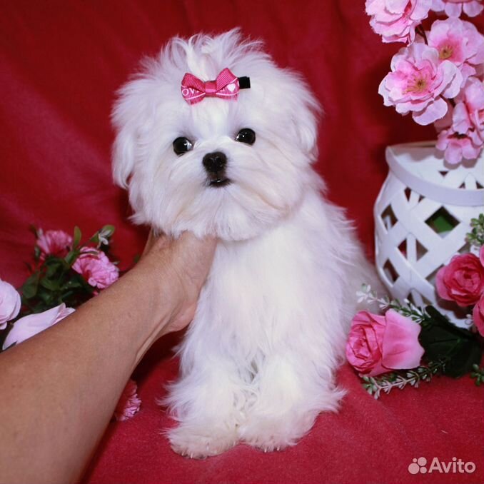 Куколка девочка мальтезе 4 мес