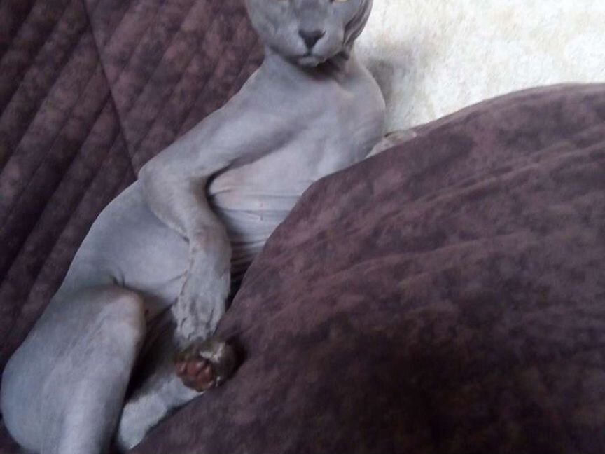 Кот Донской сфинкс. Вязка