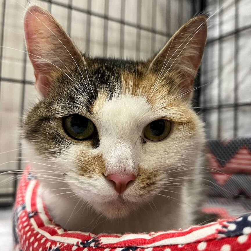 Взрослая, Девочка кошка в добрые руки