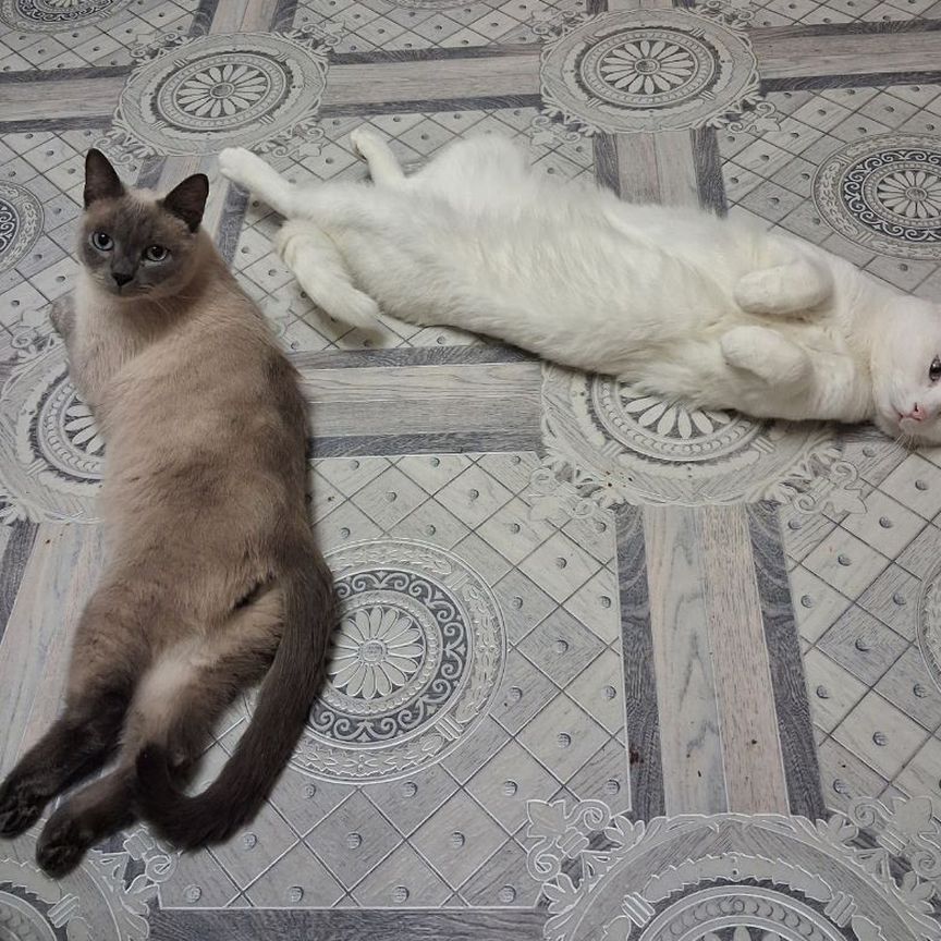 Турецкая ангора, взрослый кот