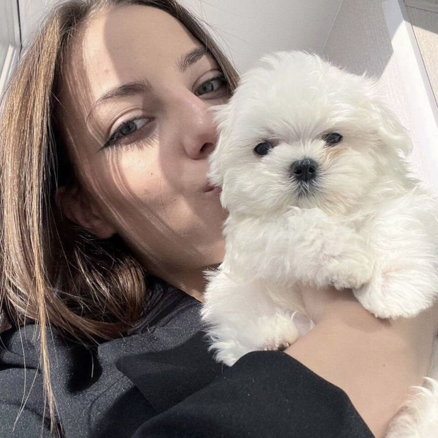 Мальтийская болонка