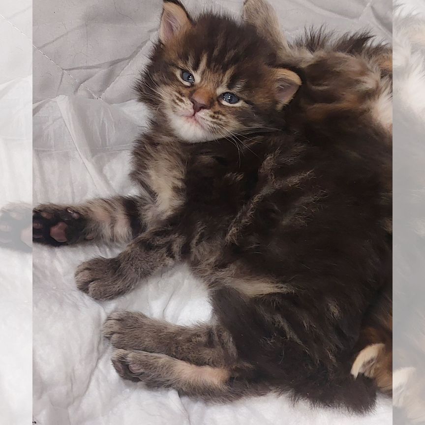 Мейн-кун котёнок