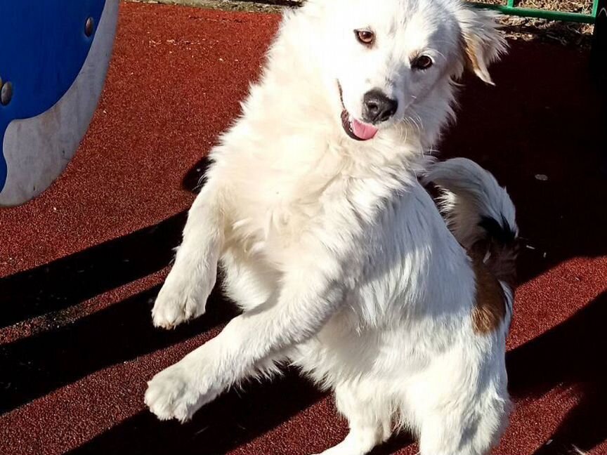 Тася маленькая квартирная собака в добрые руки