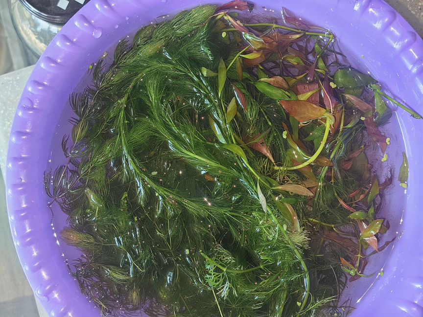 Аквариумные растения прополка, улитки "покемон"