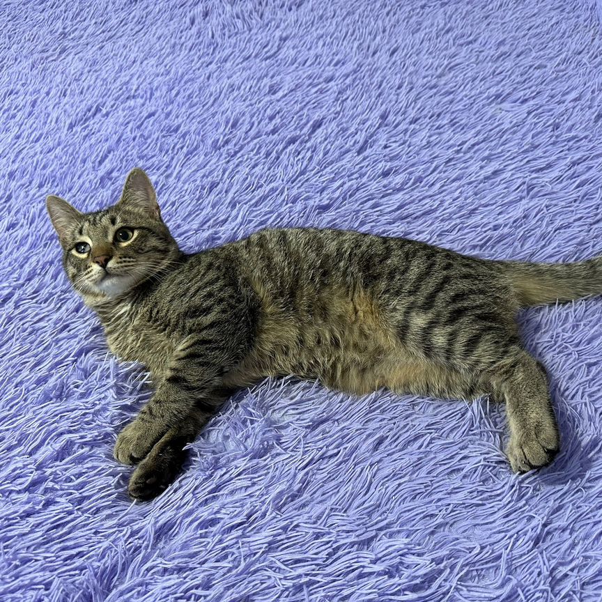Ласковый и игривый котенок Часик