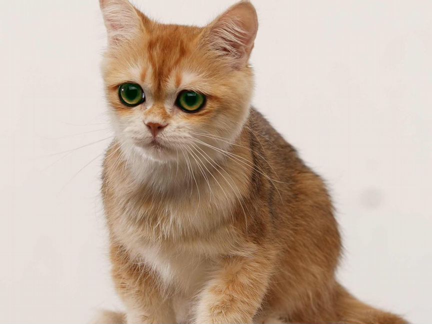 Котёнок британская золотая шиншилла
