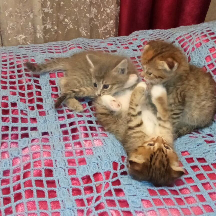 Котята ждут заботливых родителей