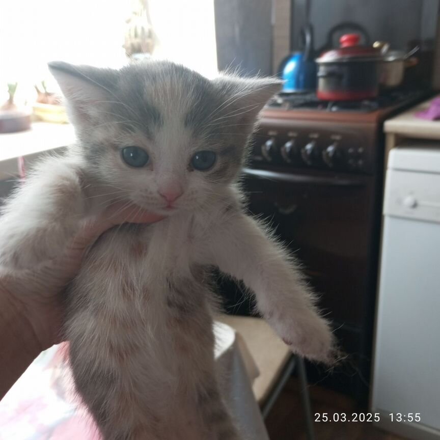Кошечка