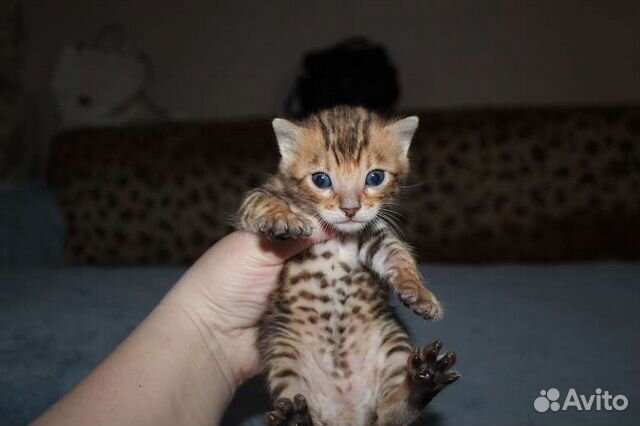 Шикарные бенгальские малыши