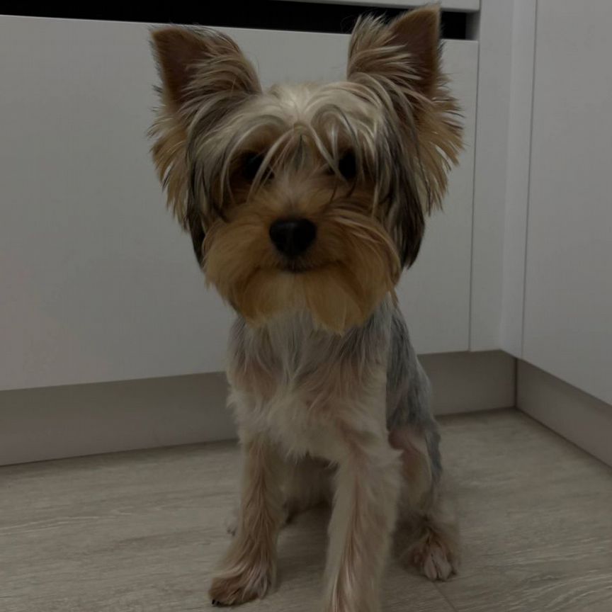 Йоркширский терьер, щенок