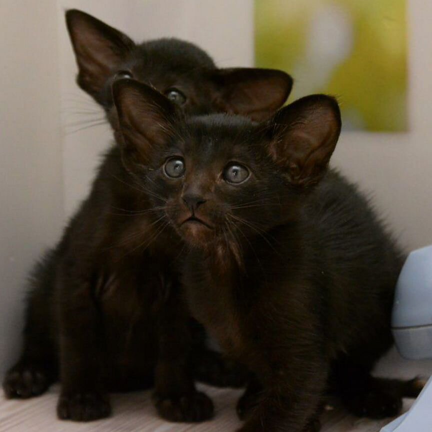 Ориентальный котёнок