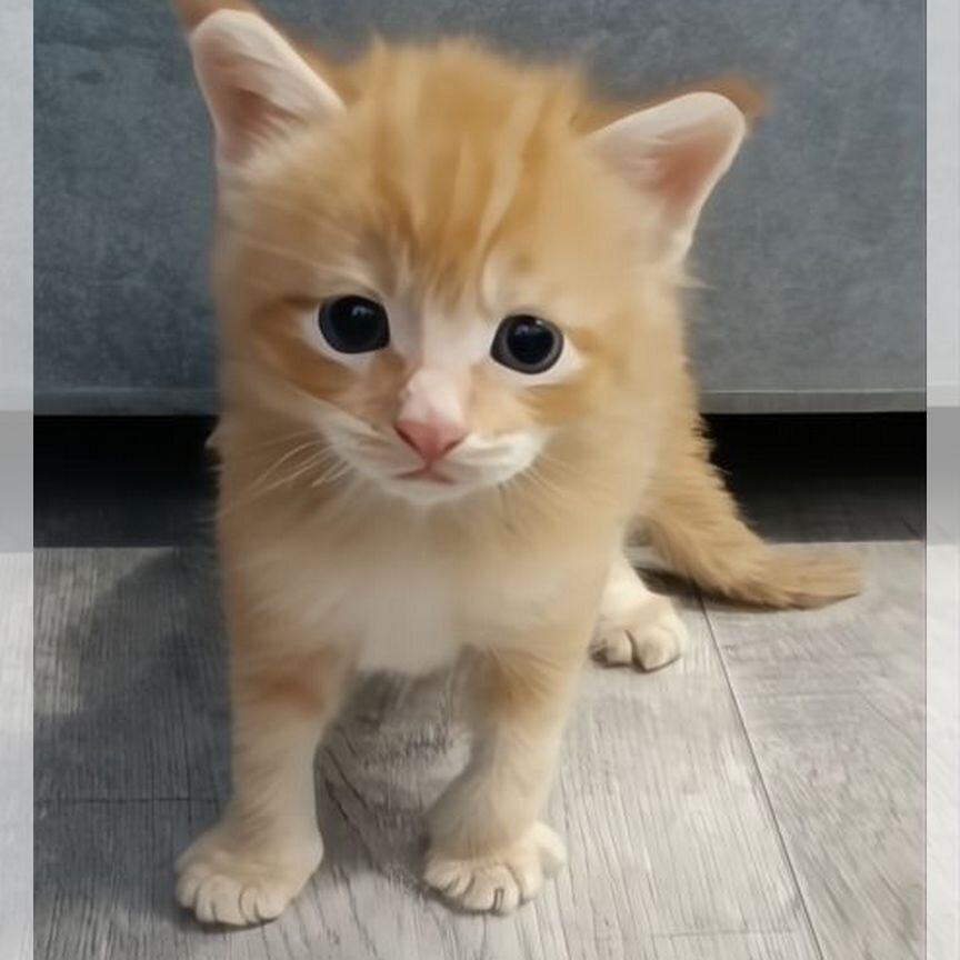 Мейн-кун котёнок