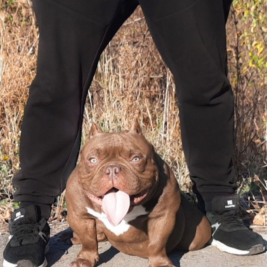 Американский булли вязка