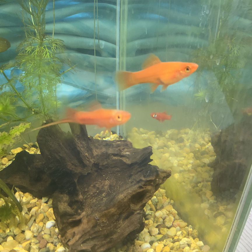 Меченосцы 3 шт