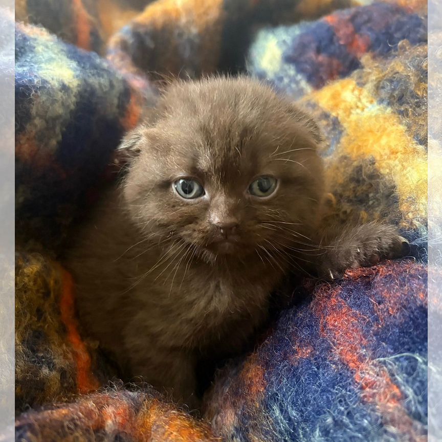 Шотландский вислоухий короткошёрстный котёнок