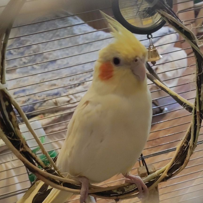 Попугай корелла самка