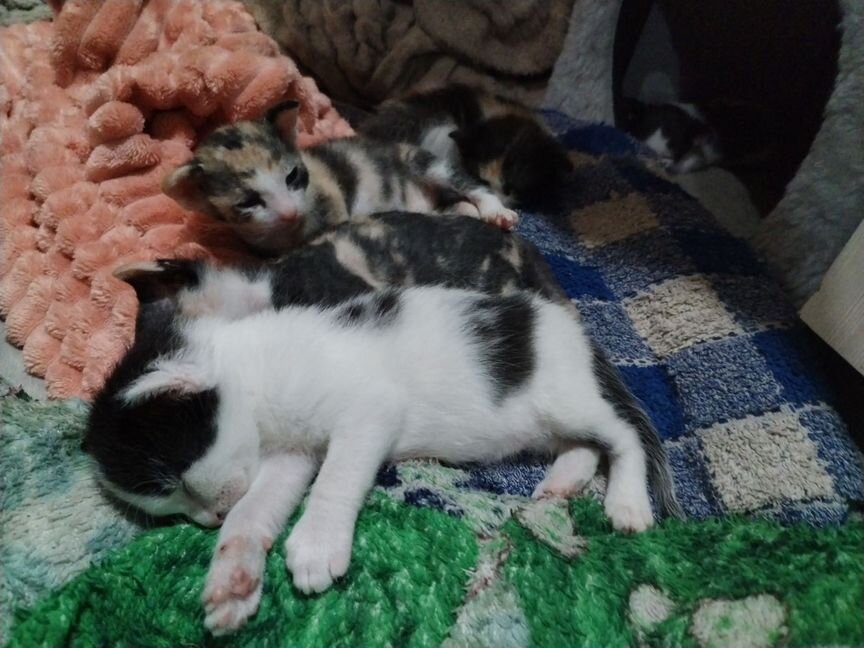 Котята донского сфинкса браш