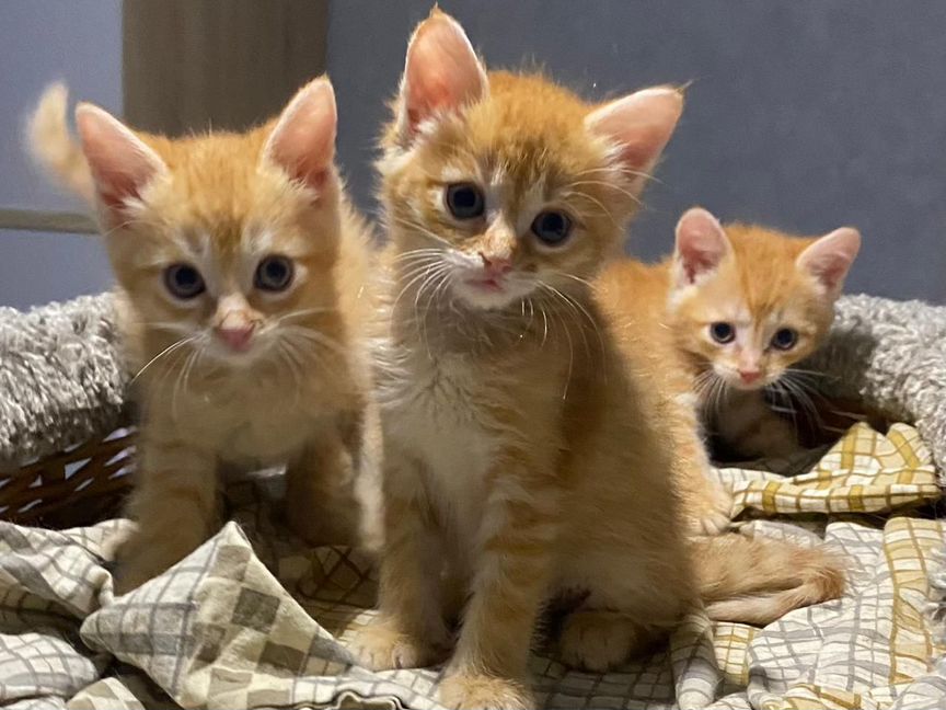 Рыжие котята девочки и мальчик 1,5 мес в дар
