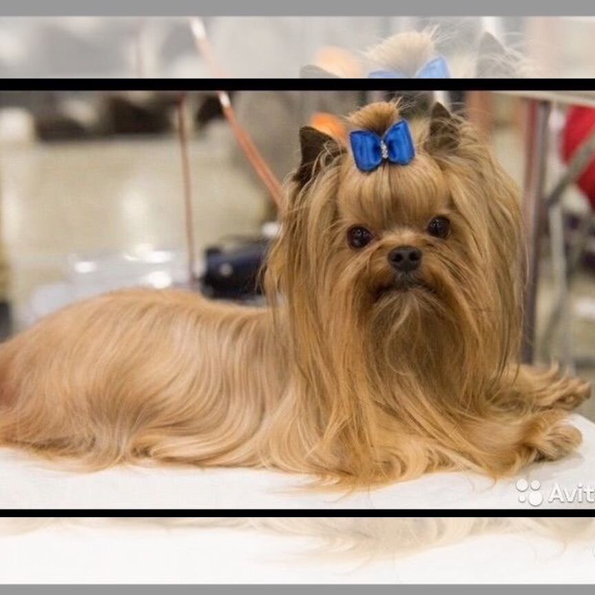 Щенки золотого йорка