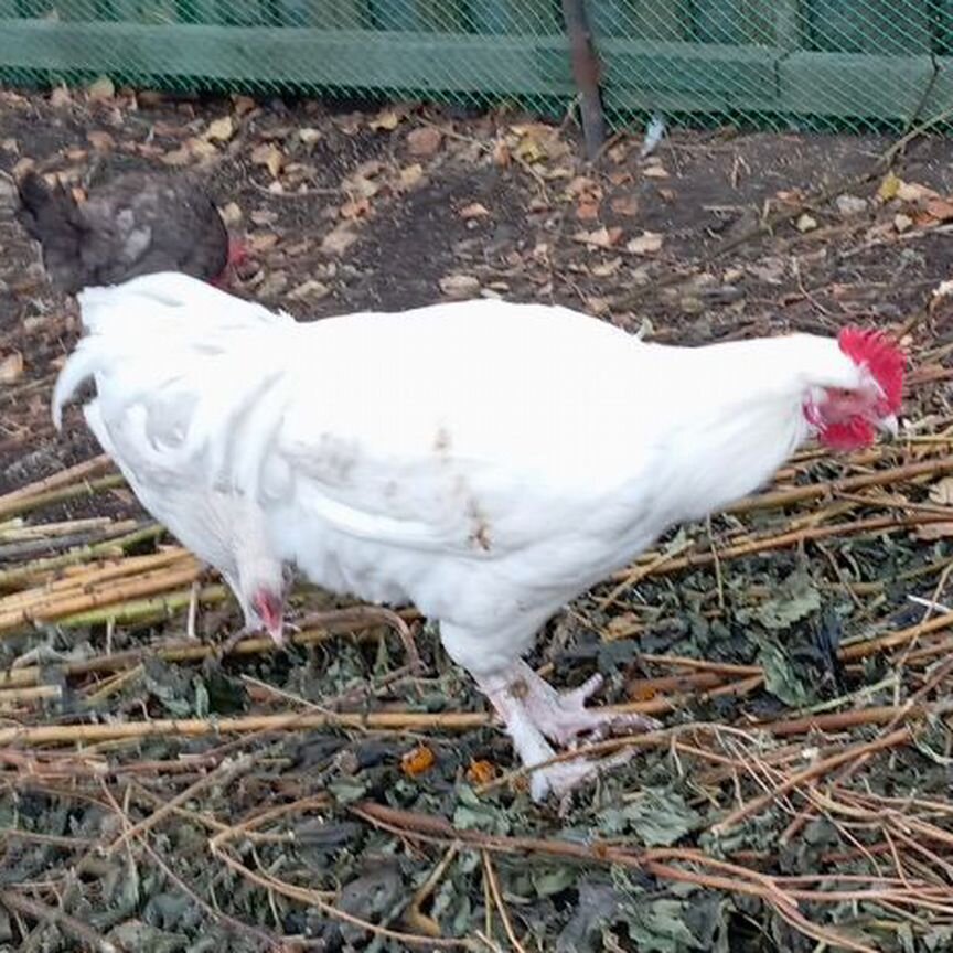 Молодые петухи