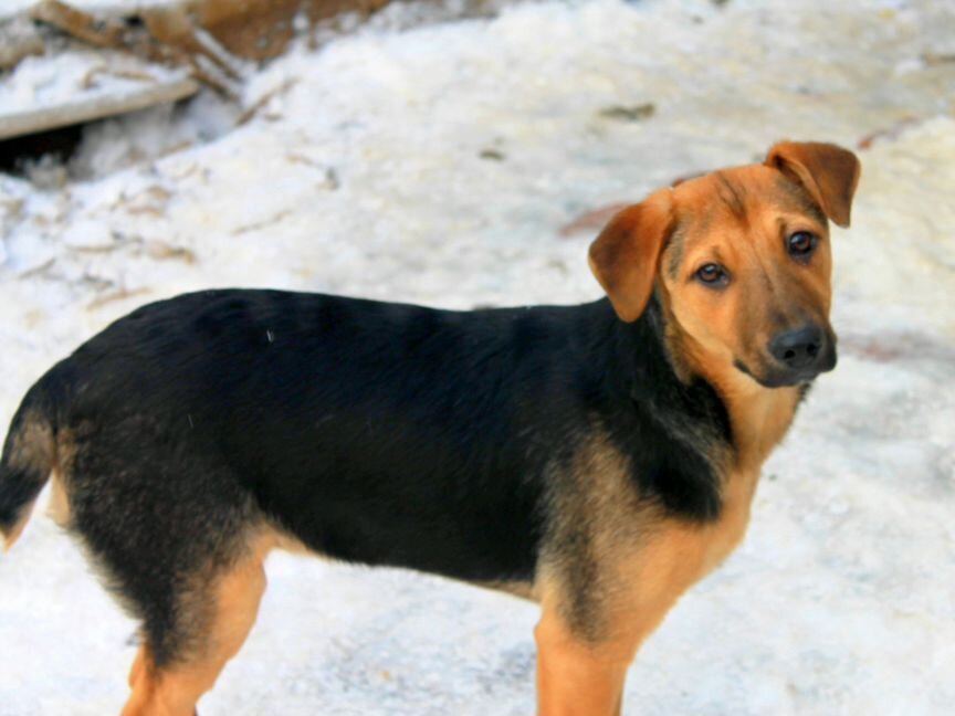 Собака Кира, куцый хвост. 6 мес