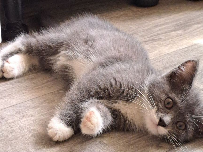 Котенок девочка бесплатно