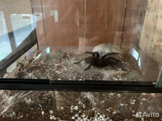 Паук птищиед